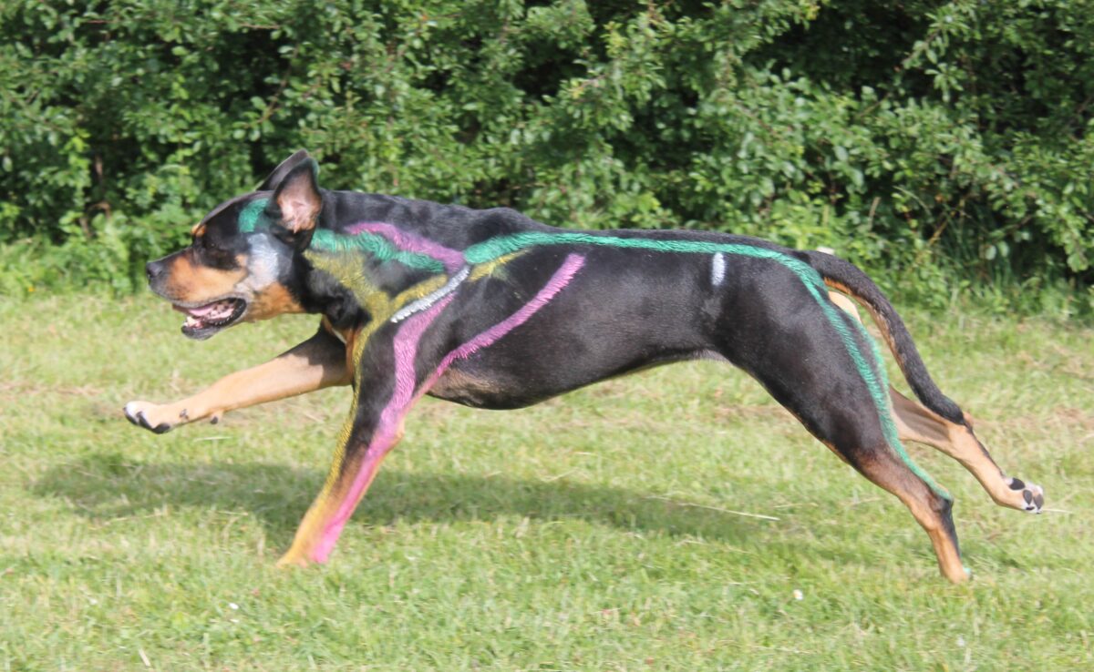 Books – Fascialines